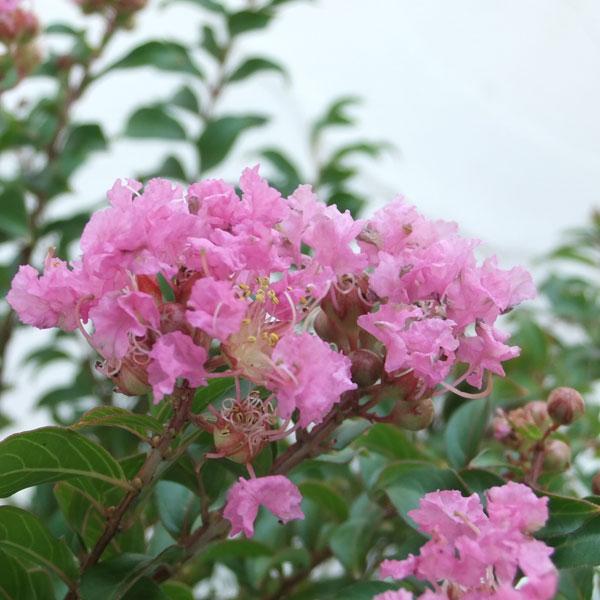 「チカ」シリーズはわい性のサルスベリです。アメリカのワシントンアーボレータム作出のウドンコ病耐性品種。5〜6年でも樹高25cmくらいにしかならず、樹高は最大でも90〜100cmです。照り葉が密生するミニ種で、秋まで咲き続けます。サルスベリに...