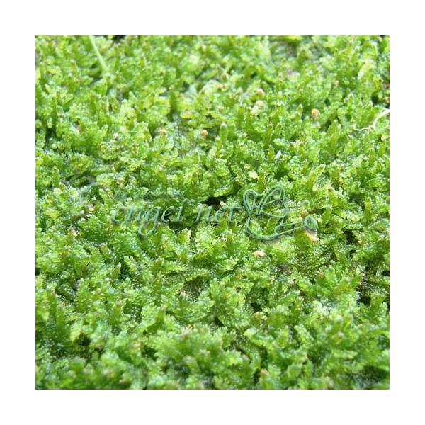 ハイゴケ（這苔）は日本全国〜東アジアに分布し、少し日のあたる場所を好む苔です。明るい林の尾根筋や山野の岩場、道ばた、藁葺き屋根の上、荒れ地などに生育する丈夫な品種で、身近な場所でもよく見られます。茎は地面を這うように横に広がり、10cm前後...