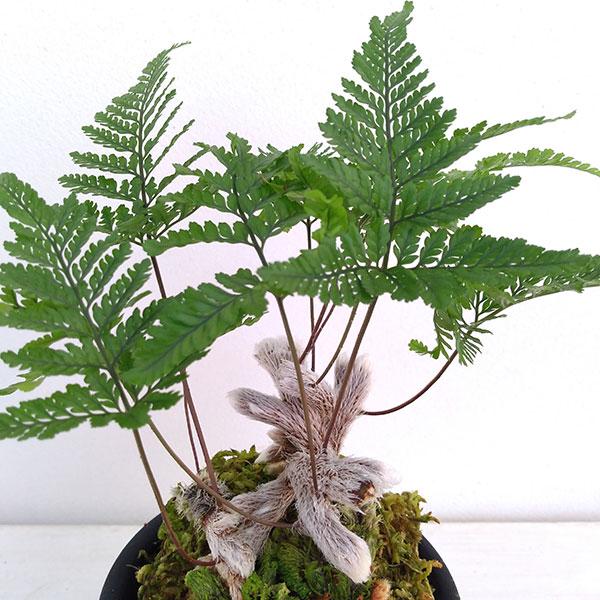 常緑性のシノブ、トキワシノブの石化性です。日本の伝統園芸植物です。根茎の様子から、猫足、猫の手などの愛称でも呼ばれます。普通は八方に伸びる根茎が、石化という突然変異により成長点が複数になり細かく分岐したものです。鉢植えでお楽しみください。※...