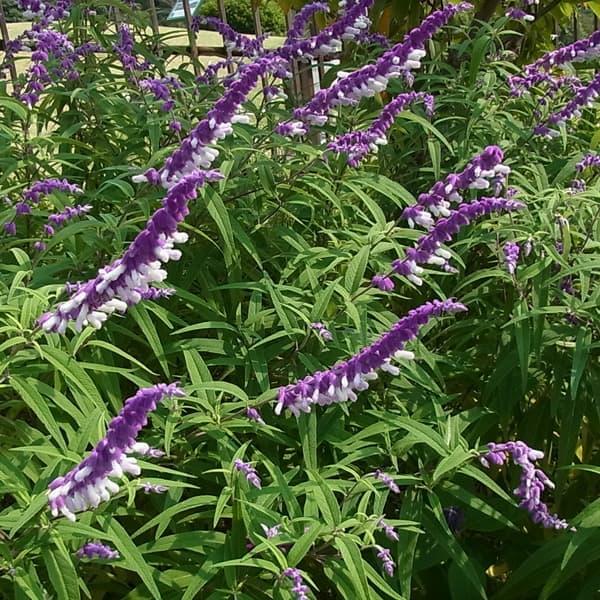 赤紫の花が次々と咲く多年草 メキシカンブッシュセージはメキシコ原産の観賞用セージです。アメジストセージ、ベルベットセージとも呼ばれます。秋にビロードのような紫色の萼に白花を咲かせます。開花期間が長く、花壇や建物周りの植栽におすすめです。強健...
