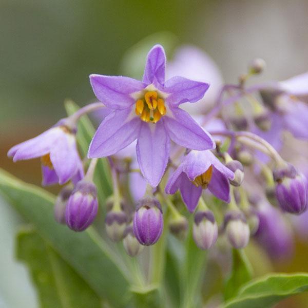 白緑色の葉に青紫色の花を咲かせる多年草 草花の苗 ★入荷から日数が経ったためセール価格となりました。商品の状態は画像と異なる場合があります。★夏の花、ルリヤナギ。柳に似た白みを帯びた葉に、涼しげな鈴の形に似た花を付けます。茎はまっすぐ伸び、...