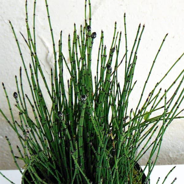 トクサは日本的情緒のある常緑多年草で、昔から茶花としても利用されてきました。節の重なりからできた立ち姿がユニークです。※詳しい商品説明は下のほうに記載があります