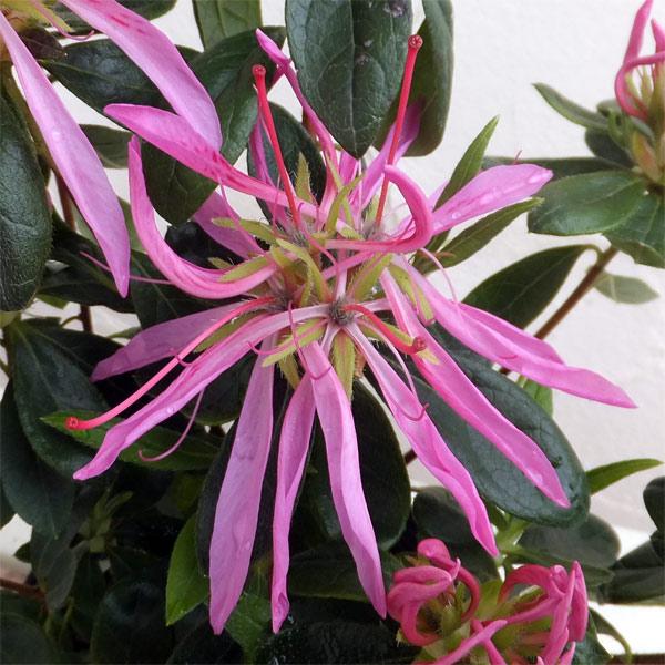 モチツツジ系の品種で花火はその名の通り、細長い花弁で咲いた姿はまるで花火のよう。明るい桃色花で華やかな印象です。庭植えやコンテナで寄せ植えなどの花木として。強健で育てやすい花木なので、毎年花を咲かせ、和洋いずれの庭にもマッチします。※詳しい...