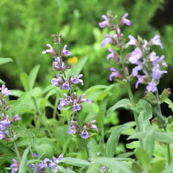 和名は薬用サルビアといいます。サルビアの仲間です。芳香と、すっきりしたほろ苦さが、西洋料理や脂っこい肉料理に欠かすことができません。また、葉を乾燥させてハーブティや虫除けに利用することもできます。※詳しい商品説明は下のほうに記載があります
