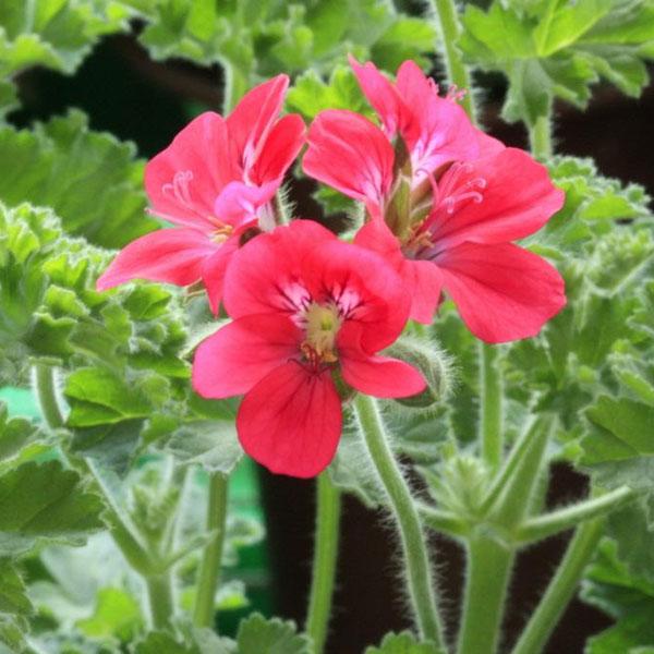 ニオイゼラニウムは香りを楽しむハーブ・センテッドゼラニウムの仲間です。南アフリカ原産の多年草で、交配により多くの品種が作り出されています。葉には良い香りがあり、愛らしい花も楽しめ、ガーデニングにおすすめです。香りは品種によりさまざま。乾燥葉...