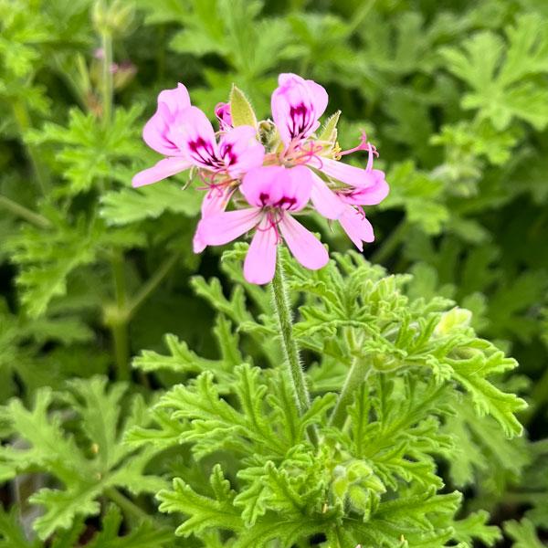 ニオイゼラニウムは香りを楽しむハーブ・センテッドゼラニウムの仲間です。南アフリカ原産の多年草で、交配により多くの品種が作り出されています。葉には良い香りがあり、愛らしい花も楽しめ、ガーデニングにおすすめです。香りは品種によりさまざま。乾燥葉...