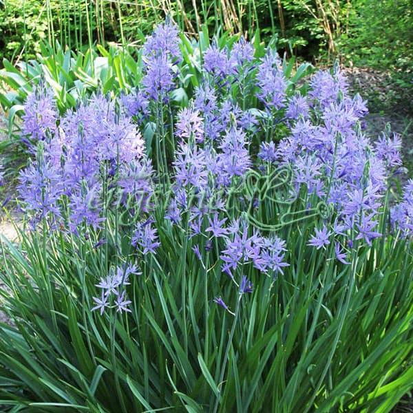 北アメリカ原産のユリ科の植物。長く伸びた花茎に30〜50個の花をつけます。極端な排水不良のところ以外なら、用土も選ばず、半日陰でも開花する丈夫な植物で、植えっぱなしにできるので宿根草としても扱われています。日本ではオオヒナユリとも呼ばれてい...