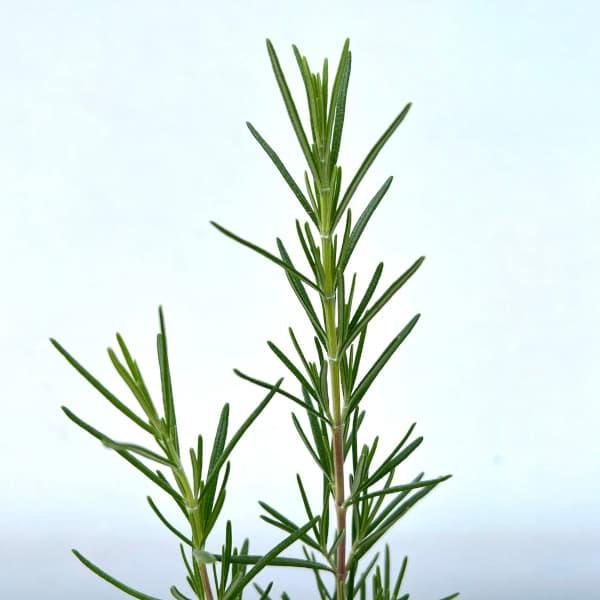 寄せ植え・花壇・ガーデニング・お料理に ★入荷から日数が経ったためセール価格となりました。商品の状態は画像と異なる場合があります。★ローズマリーは、地中海沿岸原産の常緑低木で、葉にさわやかな香りのがあり、古くから暮らしに利用されています。ハ...