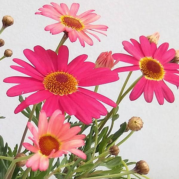 春の到来を感じさせる花「マーガレット」。西アフリカのカナリア諸島およびマデイラ諸島原産のキク科の植物です。「モリンバ」シリーズは、性質は強健で大変育てやすく、手軽に花を楽しんで頂くことが可能です。また、従来品種に比べ枝吹きが大変良く、大株に...