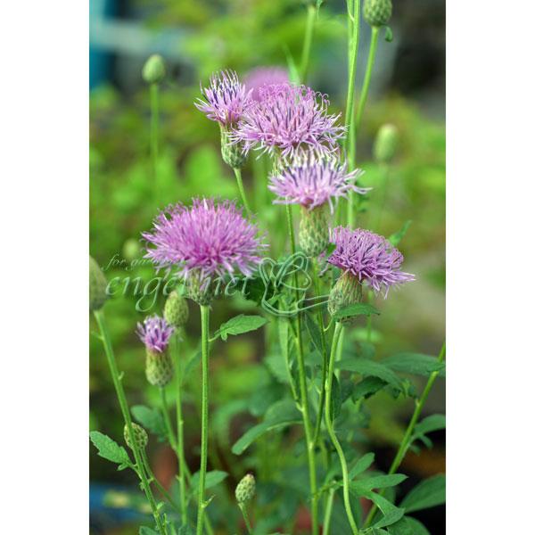 山地の日当たりの良い草原に自生しています。アザミに似た可愛らしい花を夏〜秋にかけて咲かせます。※詳しい商品説明は下のほうに記載があります