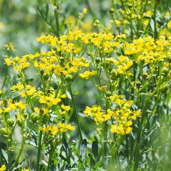 香りのよい常緑多年草です。昔は薬草として利用されましたが、現在は園芸用に庭植えにされます。独特の香りは虫除け（ハエや害虫を防ぐ）の効果があると言われています。小さな黄色の花が集まって咲き、さわやかな印象です。ヨーロッパではその後にできる実を...