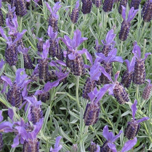 カラーリーフとして楽しめる銀葉タイプの新しいフレンチラベンダー。美しいプラチナシルバーリーフは、花のない時期でもカラーリーフとして活躍してくれますので四季を通してお楽しみいただけます。寄せ植えにもおすすめです。花色はやわらかい青紫色。最大の...