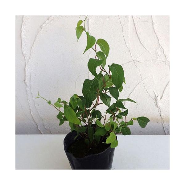 マタタビは果物のキウイと同じマタタビ科のつる性植物。その香りは猫の大好物です。若い果実は生食すると長旅に疲れた人がまた旅に出るほど元気が出るといわれます。また、塩漬けは酒のつまみとして楽しまれ、漢方では強壮剤としても有名です。果実酒にしても...