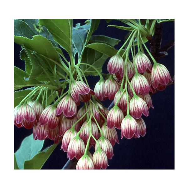 春は枝先にスズランに似た小さな花を咲かせ、秋は紅葉が美しい落葉低木です。樹高が低いので、低めの生垣や植栽に最適です。紅葉は秋の気温が低く、朝夕の寒暖の差が大きい年ほど鮮やかになります。一般的なドウダンツツジは白花ですが、更紗ドウダンは紅とク...