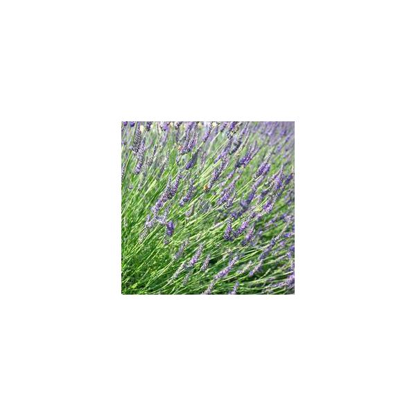 ラバンディン系はイングリッシュラベンダー（アングスティフォリア系）（L.angustifolia）×スパイクラベンダー（L.latifolia）の交雑や交配よって生まれた品種です。花のつきかたはイングリッシュラベンダー（アングスティフォリア...