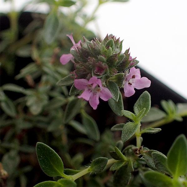半低木性で、直立し、花は淡い桃色。枝は湾曲しており葉はキャラウェイに似た香りがあり緑色です。牛肉料理の香りづけにおすすめです。踏むととてもよい香りがします。※詳しい商品説明は下のほうに記載があります