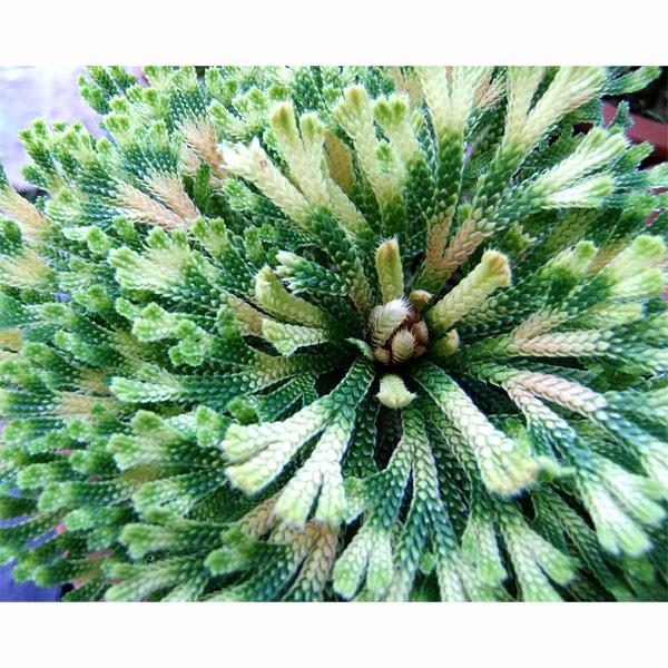 イワヒバ（岩檜葉）は本州〜九州、東南アジアの各国に自生するシダ植物です。冬期、厳寒と乾燥に見舞われるような山地の岩の間に自生しています。岩松（いわまつ）やくさひばなどの呼名で古くから親しまれていますが、別名を長生不死草、または蘇生草とも言わ...