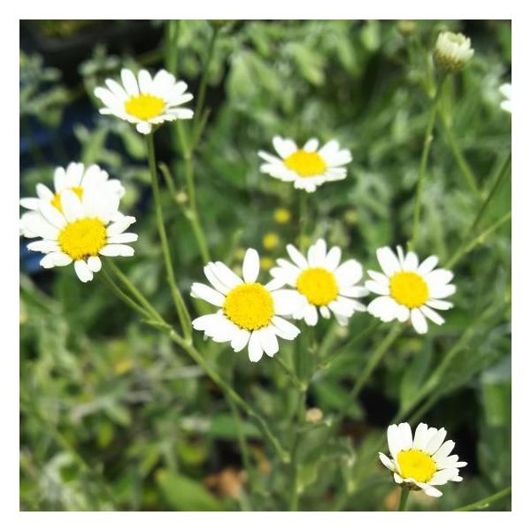 コストマリーはキク科の多年草。葉にさわやかな香りがあります。名は聖マリアとラテン語の「香りある薬草」のコスティスからきています。かつて教会の信者たちが押し葉を聖書にはさみ香りをかいで、長い祈りの間の空腹感をまぎらわすために用いたことから、バ...