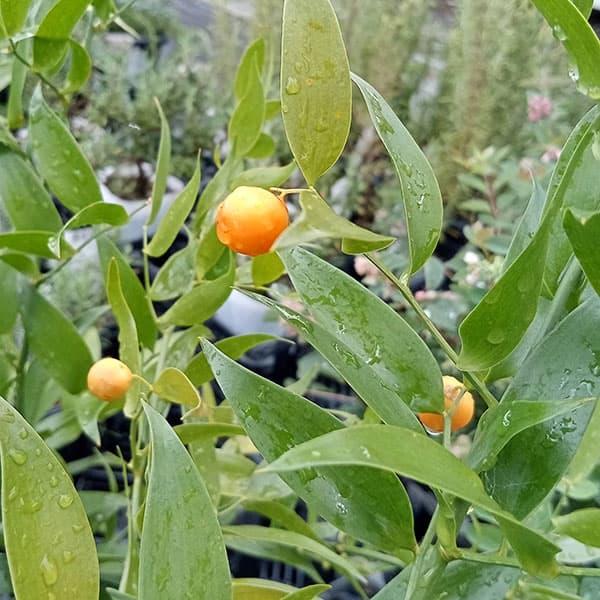 濃い緑葉に赤い実がつき、可憐でおしゃれな低木です。通常のナギイカダは雌雄異株ですが、本種は雌雄同株なので、1株で実成りします。一年中実がなりますが、ピークは晩秋〜初冬にかけてで、濃ピンク朱赤に熟した小さい実がつきます。耐寒性・耐暑性が強く、...