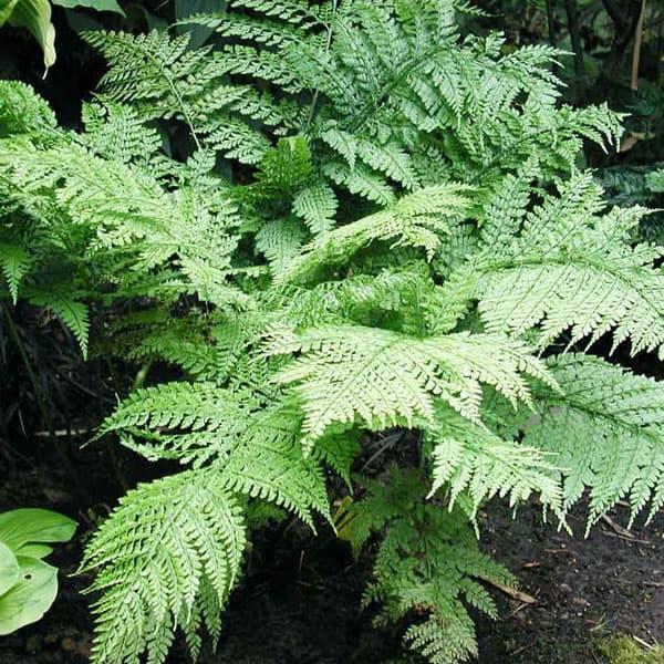 全国の丘陵地帯から山地帯に生育する大型のシダ植物で、常緑性です。胞子嚢がつくまで葉が両面とも青々と鮮やかなので、表裏の区別がつきにくいため両面羊歯の名があります。日向、半日陰とも向きます。※詳しい商品説明は下のほうに記載があります
