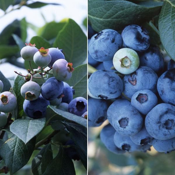 大人気の最新ブルーベリー国産品種、あまつぶ星とおおつぶ星のお得なセットです。収穫量を目指したい方に2品種それぞれ2本ずつをお得な価格で用意しました！あまつぶ星とおおつぶ星は日本で作出された初のブルーベリーとして話題になりました。寒さに強いハ...