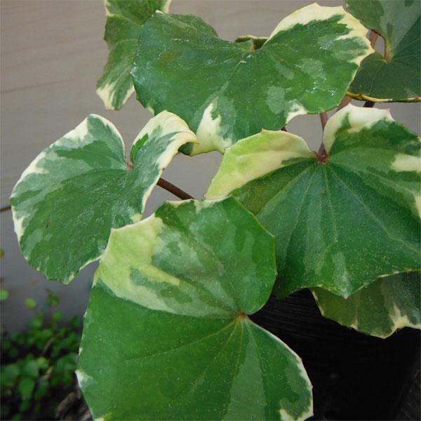 浮雲錦は年間を通して白斑入り葉が美しいツワブキです。種がとれず、株分けのみで増殖される品種のため、昔から日本庭園で重宝されてきました。鉢植え、盆栽仕立てなどでお楽しみください。幼株のうちは、葉が縮れにくいですが、株が充実するにつれ写真のよう...