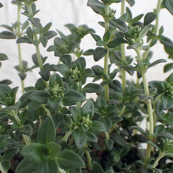 フレンチタイムはヨーロッパやアジアに自生するシソ科の常緑低木。コモンタイム（学名：Thymus vulgaris）の風味の良い選抜種です。ブーケガルニに、白城やピンクの花を咲かせます。料理に適した香りの良い白花種です。生葉は使用の都度摘み取...