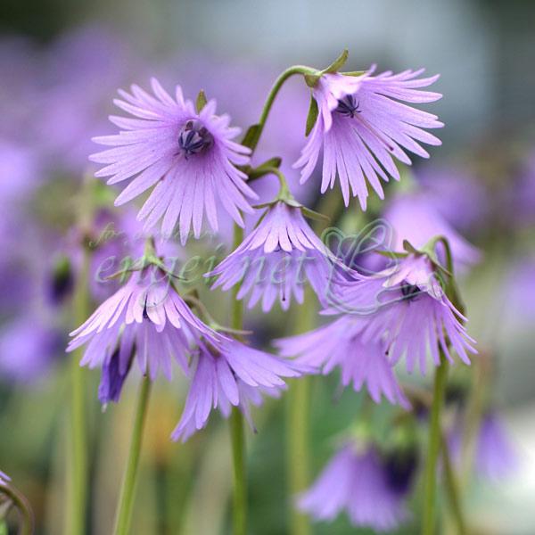 ★入荷から日数が経ったためセール価格となりました。商品の状態は画像と異なる場合があります。★イワカガミダマシは別名ソルダネラ・アルピナ。ヨーロッパ原産の多年草です。早春に鮮やかな桃紫色の花を1茎に1つ咲かせます。花の咲く姿がイワカガミ（岩鏡...