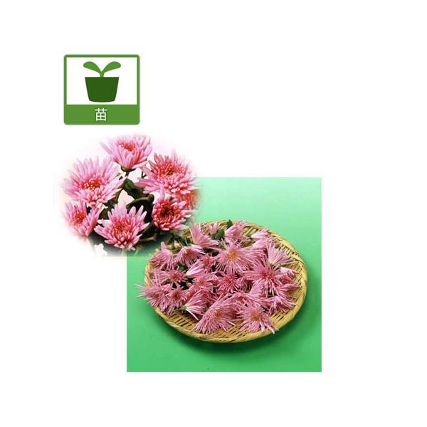 食用菊は花弁を食用にする菊です。菊は優れた薬効をもつ植物として古くから知らせており、ビタミンや鉄分を多く含みます。最近の健康志向から需要が高まっています。一般の菊の花はどれも食べられるのですが若干苦味があります。食用に改良された専用の食用菊...