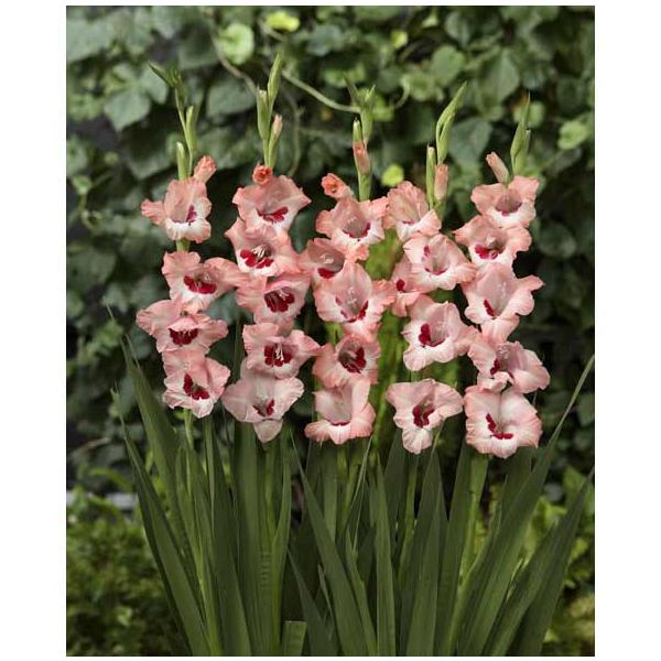 夏の花壇を華やかに彩ってくれるグラジオラス。原種の交配や品種改が重ねられ、多彩な色あわせでガーデンの奥行きを演出します。華やかな色の競演をお楽しみください。切花にもおすすめです。ダッチパレードはひとつの花にピンク、ホワイト、レッドの三色カラ...