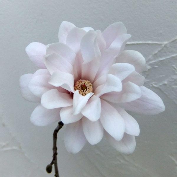 ヒメコブシは日本原産の希少樹木。小型で枝が密につき、花つきも良く鮮やかです。残雪がまだ残るころ、コブシの花が香りを漂わせて山肌を彩れば、そろそろ春の近いことを感じます。繊細な花びらは細く、風にそよぐ姿は可憐です。モクレン属の中でも開花が一番...