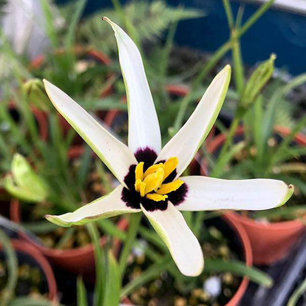 アッツザクラの仲間で、白い星型花弁で中心が黒い大輪花を咲かせる珍しい品種。鉢植え、庭植え、ロックガーデンなどにも最適な花です。※詳しい商品説明は下のほうに記載があります