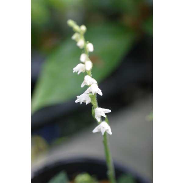 ★入荷から日数が経ったためセール価格となりました。商品の状態は画像と異なる場合があります。★濃緑地に白い網目模様の斑紋が入るとても美しい模様の葉で、コンパクトな姫タイプの野性蘭です。小型種なので小鉢作りでもまとまります。花も小さくとても可愛...