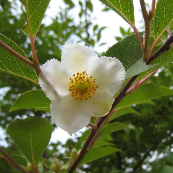 ヒメシャラは初夏に一重咲きの椿のような直径3〜4cmの白い清楚な花を咲かせる人気の花木です。ナツツバキとよく混同されますが、花が小ぶりで、幹肌が赤褐色です。品のあるたたずまいが洋風の家でも和風の家でも好まれ、シンボルツリーになります。秋に赤...