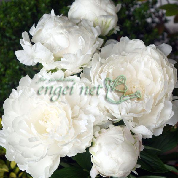 ★入荷から日数が経ったためセール価格となりました。商品の状態は画像と異なる場合があります。★花径20cm以上の巨大輪咲きシャクヤク！白雪姫は、花香殿×フェスティバ　マキシマの交配種で白色系の平バラ咲き、ふんわりと柔らかい雰囲気の花は切花でも...