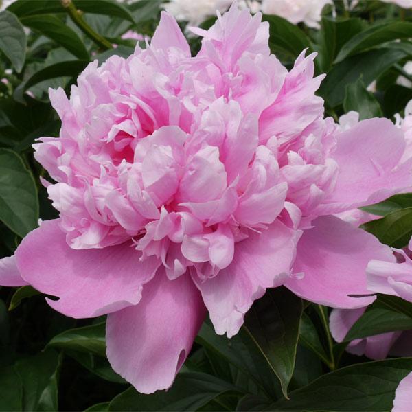 ムッシュージュールエリー（Monsieur Jules Elie)は、光沢のあるライトローズピンクの大輪八重咲き品種で花弁数が多く、とても大きな花がたくさん咲きます。花にはふんわりとした柔らかな香りがあります。草丈約85cmです。※詳しい商...