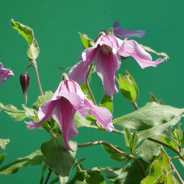 クレマチスには珍しい、芳香性種。甘い香りがあります。丈夫で長い期間花を楽しむことが出来ます。※詳しい商品説明は下のほうに記載があります