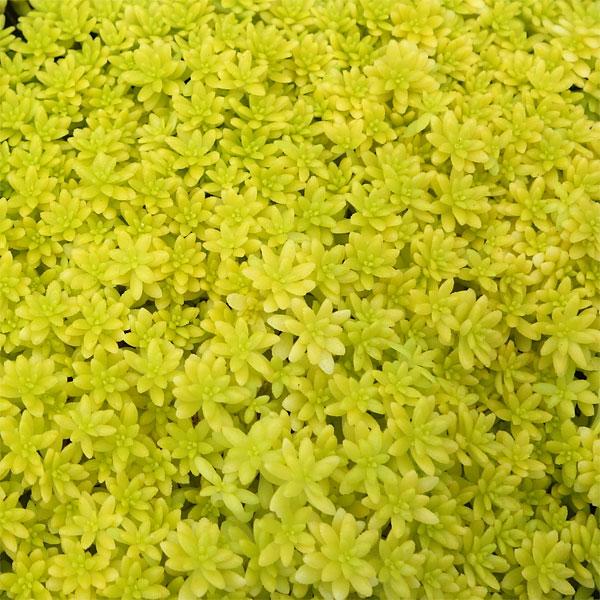 乾燥に非常に強いため、ロックガーデンやビルの屋上緑化にもつかわれるセダム類。日本では多肉植物として扱われますが、ヨーロッパでは庭園での利用が盛んで、セダムだけで構成するタペストリーガーデンなどもあります。葉の形や色のバリエーションも豊富で、...