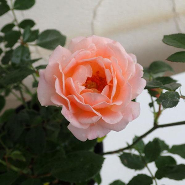 絶え間なく咲き乱れるバラ、ドリフトローズ。フランス・メイアン社から登場のグランドカバーローズシリーズです。とても丈夫で、花が春から晩秋まで耐えることなく咲き続けます。50cmくらいの高さから枝が弓なりに枝垂れて咲きます。幅は80cmほどでま...