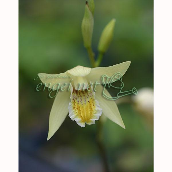 シラン（紫蘭）は日本原産のランの仲間です。寒さ暑さに比較的強くて育てやすく、上品で美しい多年草で、鉢植えや和風花壇の縁取りなどに人気です。一般には赤紫花や白花種が流通していますが、黄花シランはたいへん珍しい品種です。草丈は通常品種の半分くら...