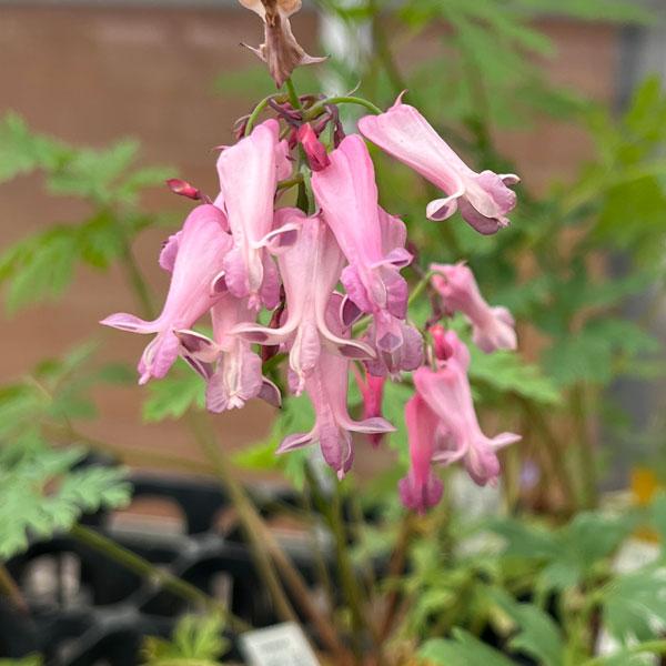 洋種のケマンソウで、開花期の長い品種。春〜初夏に次々と花を咲かせます。気温があえば秋にも開花することがあります。※詳しい商品説明は下のほうに記載があります