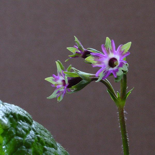 江戸時代中期から盛んに栽培された日本のサクラソウ。早春に可憐な花を咲かせます。緑竜は緑にピンクの奇花。花が小さく、日本桜草の中でもやや小型の珍しい品種です。開花は4〜5月です。鉢植えでお楽しみください。冬季は地上部がなくなります。土中に根が...