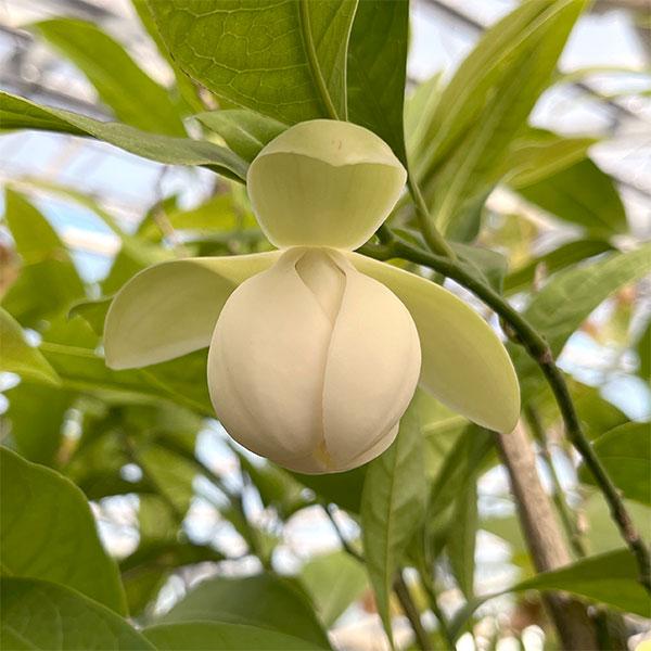 ココマグノリアは観葉樹に白い丸い餅のような花が咲き、朝と夕の２回甘い香りがします。花は２日程で散りますが、成長したら新芽には蕾が付きますから、戸外なら３月〜１１月まで開花します。庭植にして大きな株になれば、毎日のように朝夕の２回香りと花が楽...