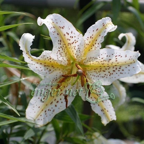 世界中で百合の原種がもっとも多いのは日本。今ではすっかり手に入り難くなったヤマユリは、多くの園芸品種の元としても知られています。強い芳香と圧倒的な迫力の花をお楽しみください。※詳しい商品説明は下のほうに記載があります