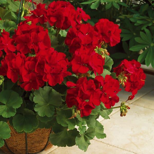 赤系ゼラニウムの中でも最も人気が高いと言われるカリオペ・ダークレッド。ゼラニウムの王様に相応しい、豪華な赤です。アイビーゼラニウムとゾナルゼラニウムの種間交雑で、夏の暑さに強く高温期でも次々と花を咲かせます。大きな花で株が横張りするタイプな...