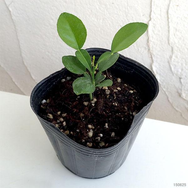 アジアンハーブの代表種、別名バイマックルです。英語でカフィア・ライム(kaffir lime)とも呼ばれるインドネシア、マレーシア原産のライムの一種です。実がコブだらけになることから名付けられました。葉には消化促進効果があるといわれています...