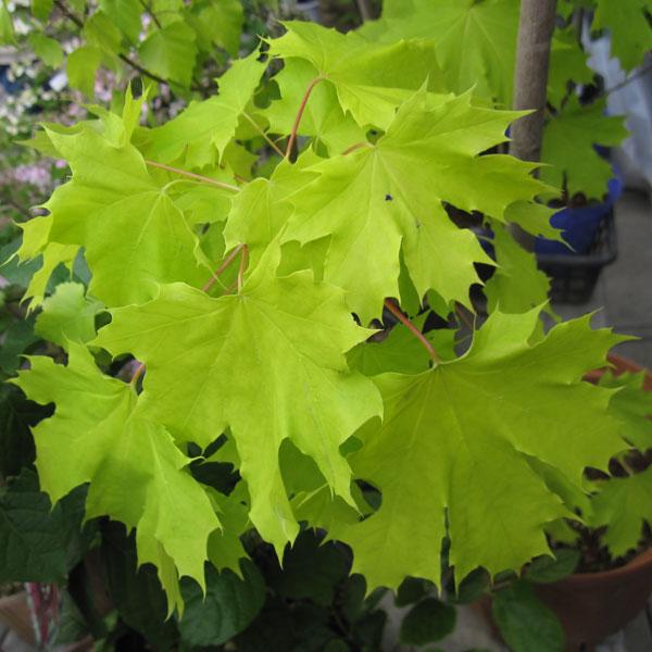 ★入荷から日数が経ったためセール価格となりました。商品の状態は画像と異なる場合があります。★日本で見慣れた楓とは趣の違う、おしゃれな西洋カエデです。和風・洋風どちらにも合い、花壇の花とも相性ピッタリな庭園樹です。プリンストンゴールドは、ノル...