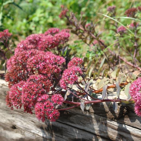 カラスバミセバヤは株全体が濃赤色で、ほふくする茎の先端に濃ピンク花を咲かせるセダムの仲間です。別名セダム・バードラムアンダーソン。色鮮やかな葉と花のコントラストが美しい品種です。冬は落葉しますが、春になるとまた新芽が出てきます。年々株が大き...