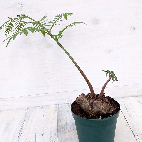 涼しげでゆったりとした気分をはこんでくれるリュウビンタイ。シダの仲間で常緑の大型草本ですが、モダンなインテリアにはことによく似合います。インテリアのアクセントとしていかがでしょうか？お届け時に出ている葉は1本だけですが、徐々に葉が展開して増...