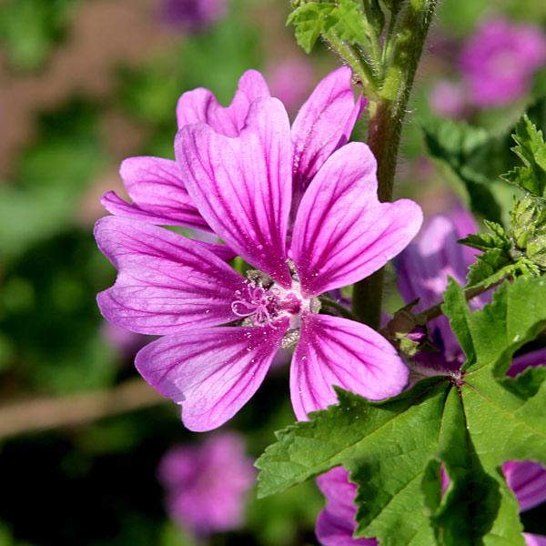 マロウはヨーロッパ原産のアオイ科の植物。薬用、食用、観賞用に幅広く利用されている人気のハーブです。コモンマロウはウスベニアオイとも呼ばれ、大輪の濃紫花です。コモンマロウのハーブティーはレモンを入れると青からバラ色に変化し、美しい色の変化が楽...